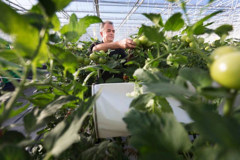 Why the World Should Admire the Netherlands' Approach to Agriculture